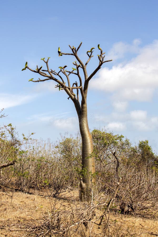 Tropical Tree with Thorns on the Trunk, Madagascar Stock Image - Image ...