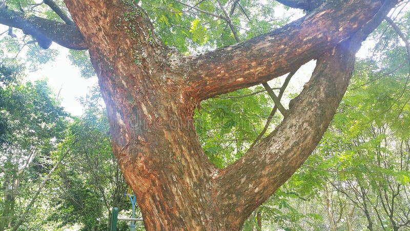 Tropical Tree Trunk Texture with Shady Trees Stock Photo - Image of ...
