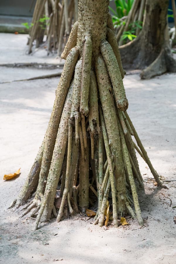370 Weird Roots Stock Photos - Free & Royalty-Free Stock Photos from ...