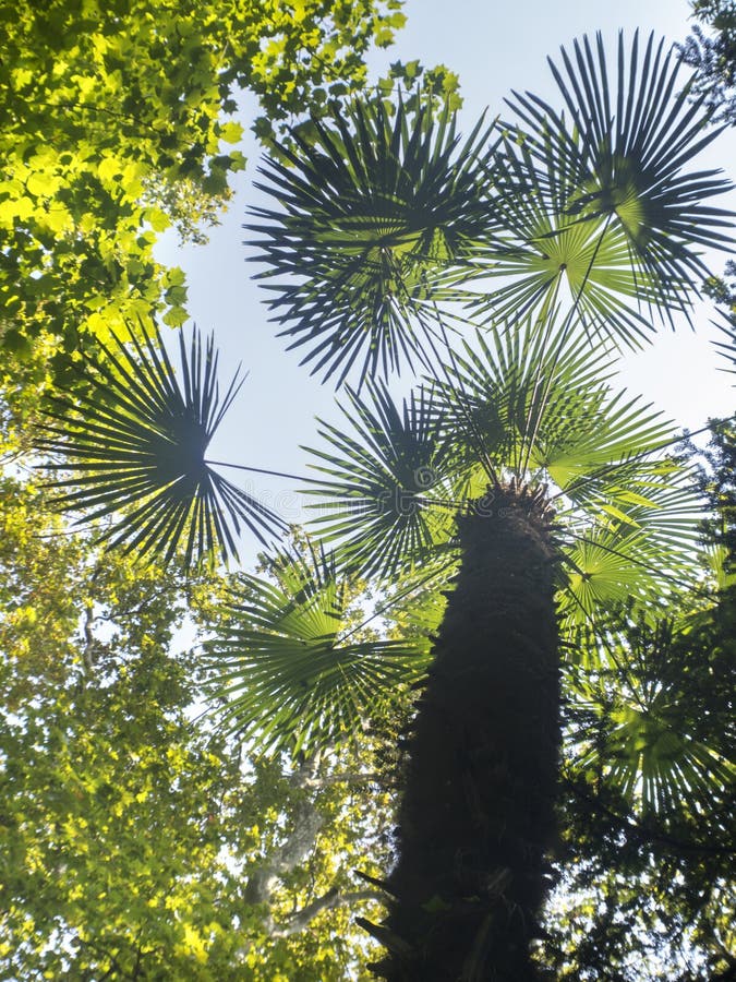 Fall maple trees stock image. Image of season, leaves - 3478139