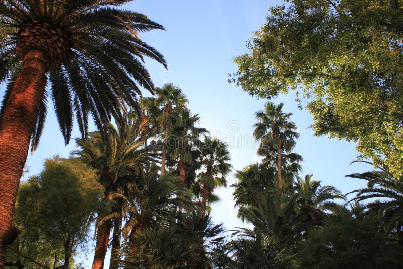 Tropical trees stock image. Image of warm, paradise, green - 22313363