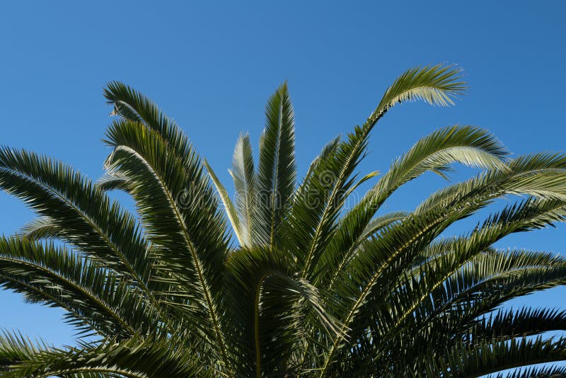 Tropical Trees Background. Coco Palms on Blue Sky. Palms Texture ...