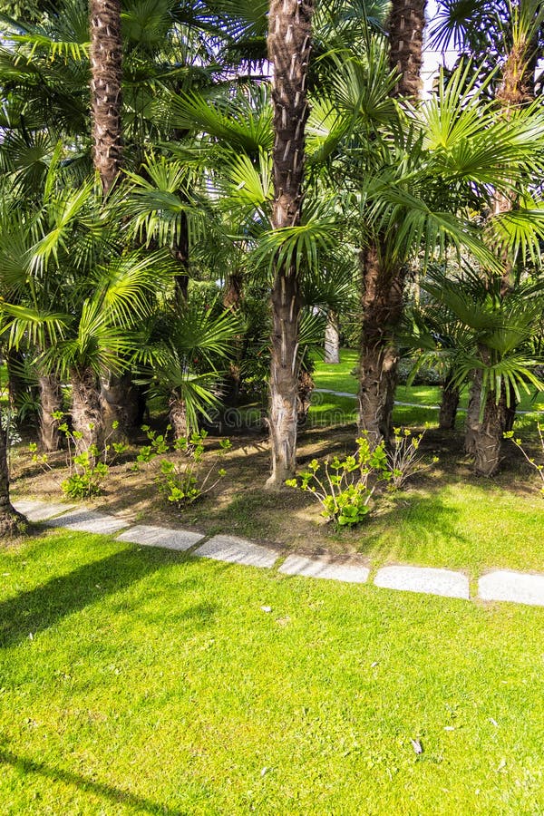 Tropical Trees stock image. Image of country, paradise - 35304909