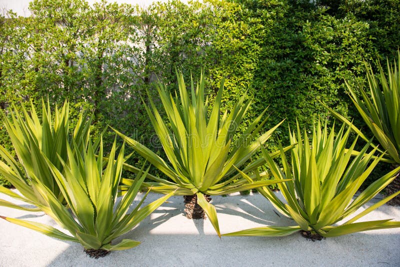 Tropical Trees in the Garden Stock Image - Image of plant, decoration ...