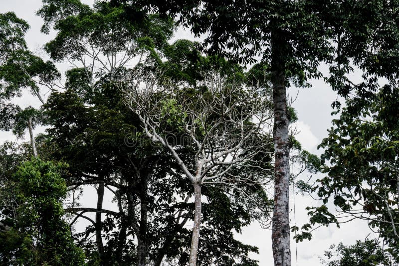 Tropical Trees, Green and White Background, Vegetation of the Amazon ...