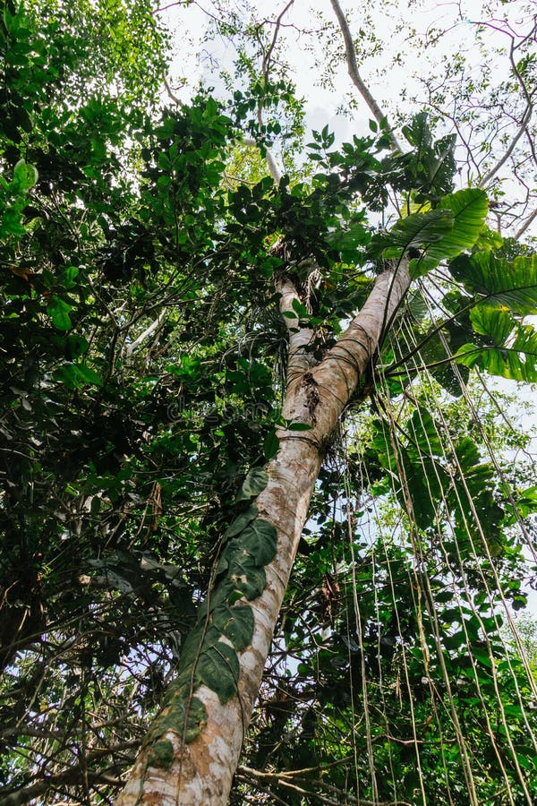 Tropical Trees, Green and White Background, Vegetation of the Amazon ...