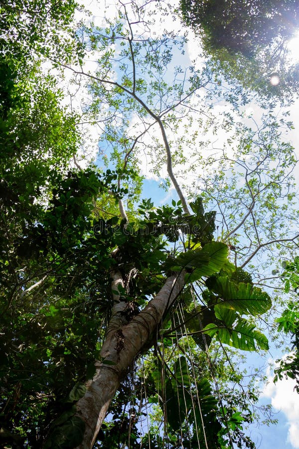 Tropical Trees, Green and White Background, Vegetation of the Amazon ...