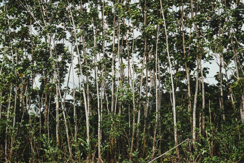 Tropical Trees, Green and White Background, Vegetation of the Amazon ...