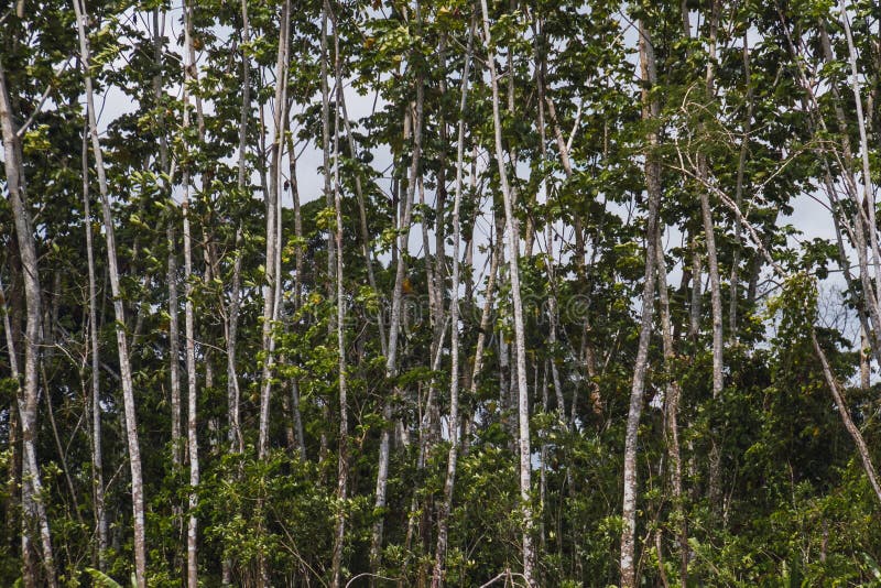 Tropical Trees, Green and White Background, Vegetation of the Amazon ...