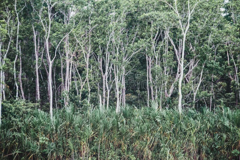 Tropical Trees, Green and White Background, Vegetation of the Amazon ...