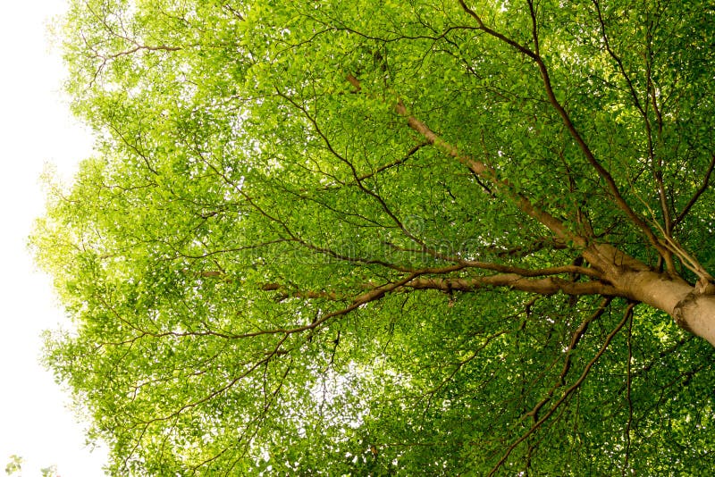Tropical trees stock image. Image of nature, plant, spring - 68575963