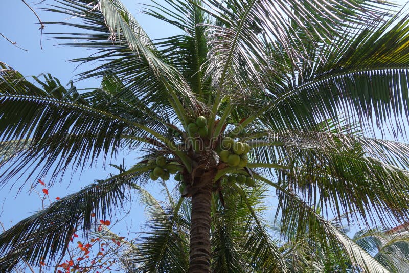 Tropical Trees in Hainan, China Stock Photo - Image of island, tropical ...