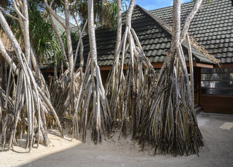 Tropical Trees with High Roots in Front of the Village House Stock ...