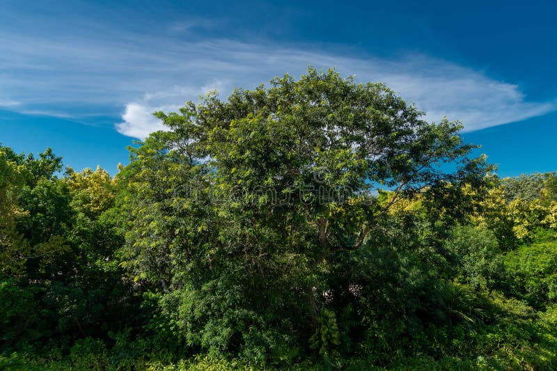 Tropical Trees in the Mexican Caribbean Stock Photo - Image of country ...