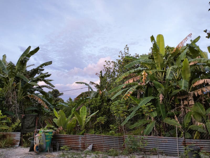 Tropical Trees in Neighborhood Stock Photo - Image of tropical ...