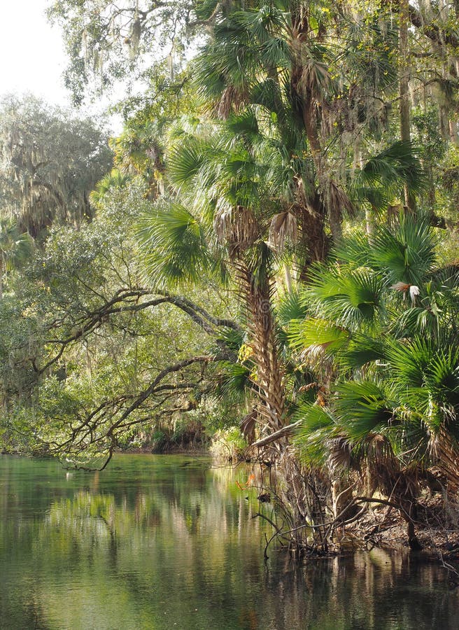 Tropical Trees and Plant on the Bank of Florida Spring Stock Photo ...
