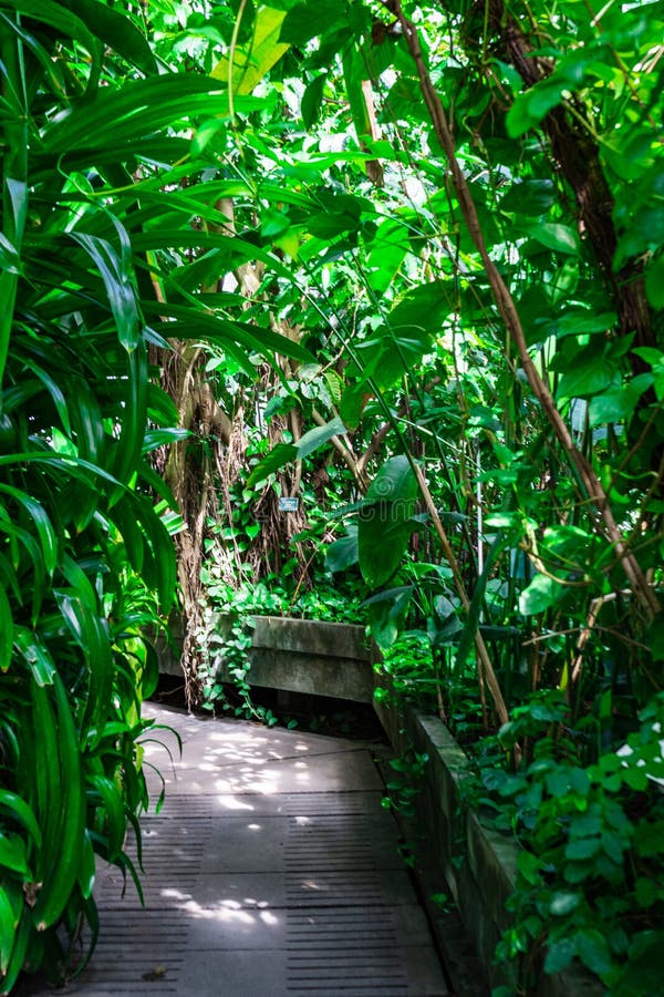 Tropical Trees and Plants in the Botanical Greenhouse. Tropical Garden ...