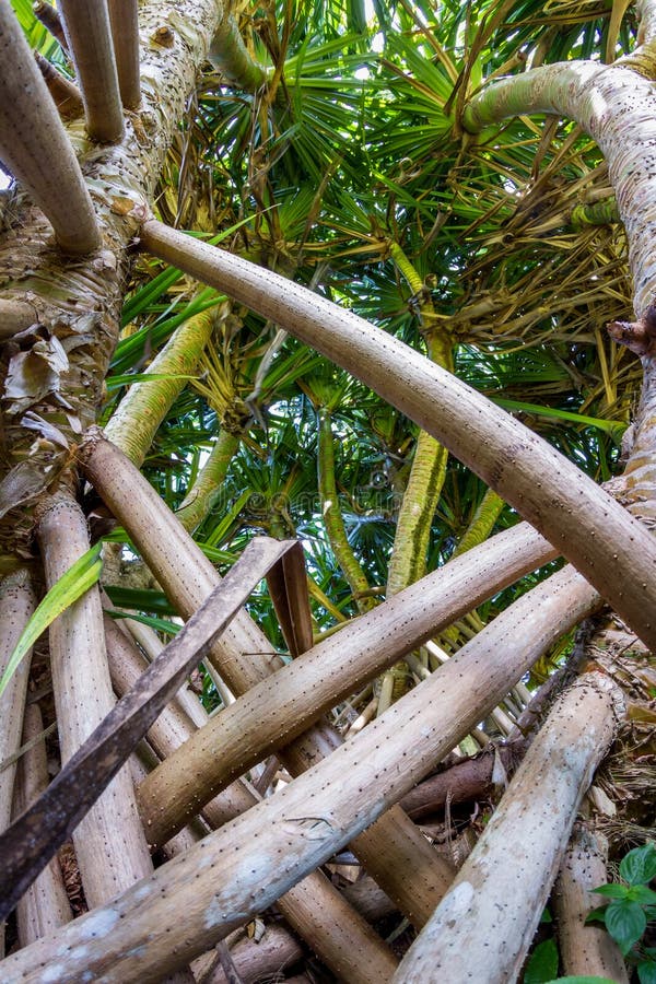 Tropical Trees with Shallow Roots Stock Photo - Image of botanical ...