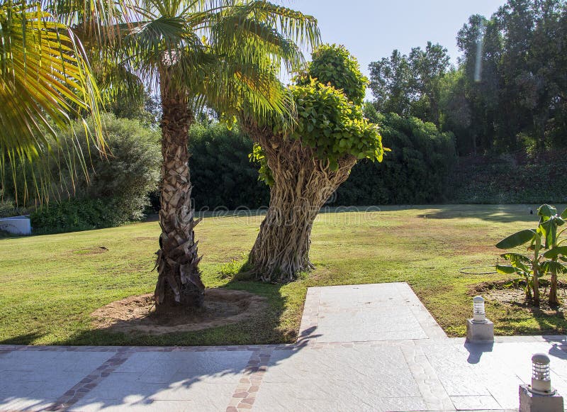 Tropical Trees on Sunny Day in the Garden Stock Image - Image of ...
