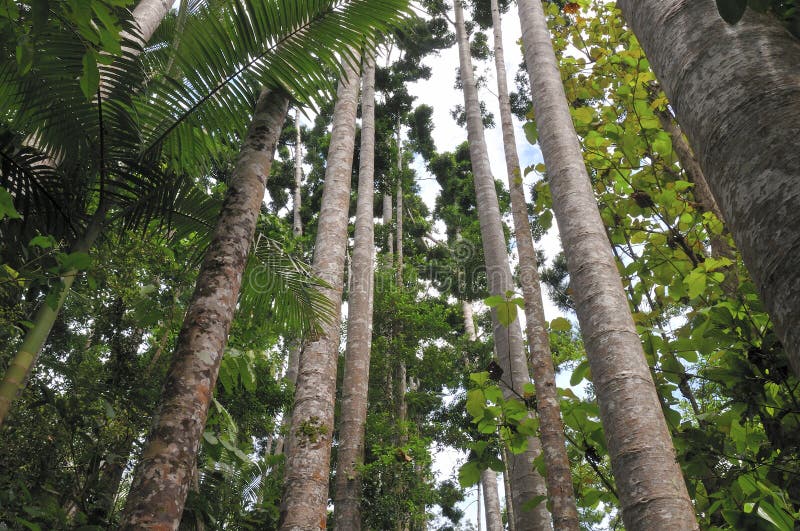 Acacia Auriculiformis, Tropical Tree Isolated Stock Image - Image of ...