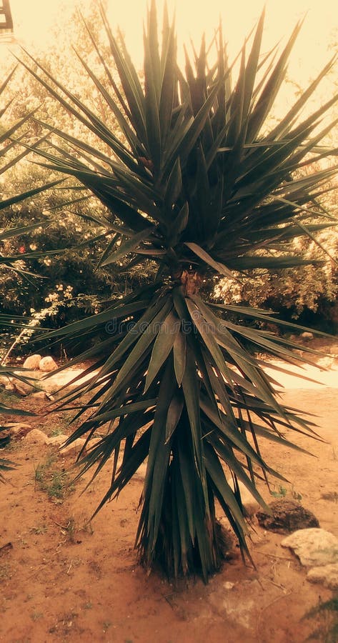 Tropical stock photo. Image of natural, garden, landscape - 113993914