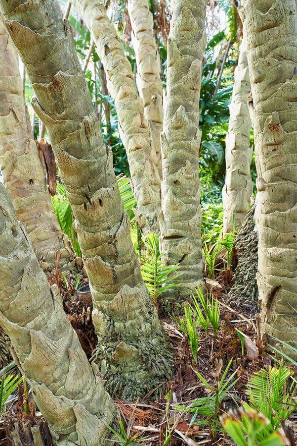 Tropical Trunks. Cropped Image of Tree Trunks in a Tropical Forest ...