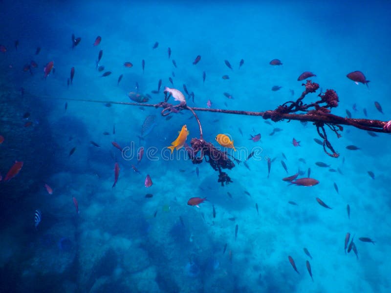 Tropical Underwater Life in the Sea.Thailand Stock Image - Image of ...