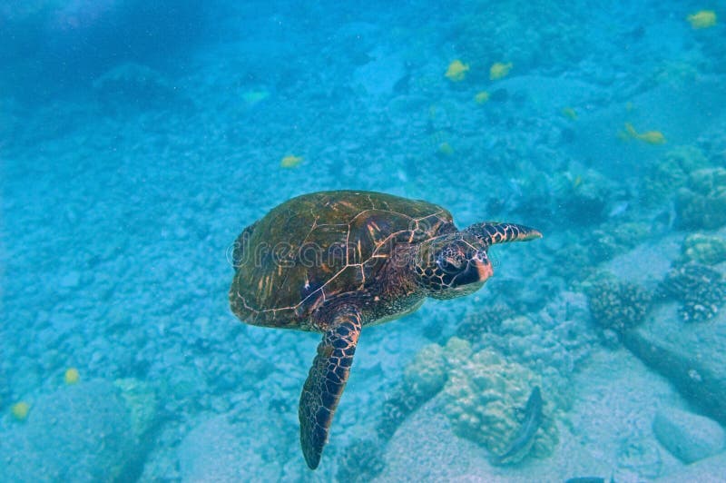 Tropical Underwater Scene - Sea Turtle Stock Image - Image of vacation ...