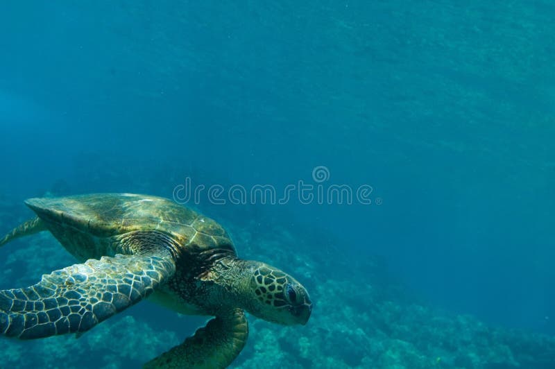 Tropical Underwater Scene - Sea Turtle Stock Photo - Image of clear ...