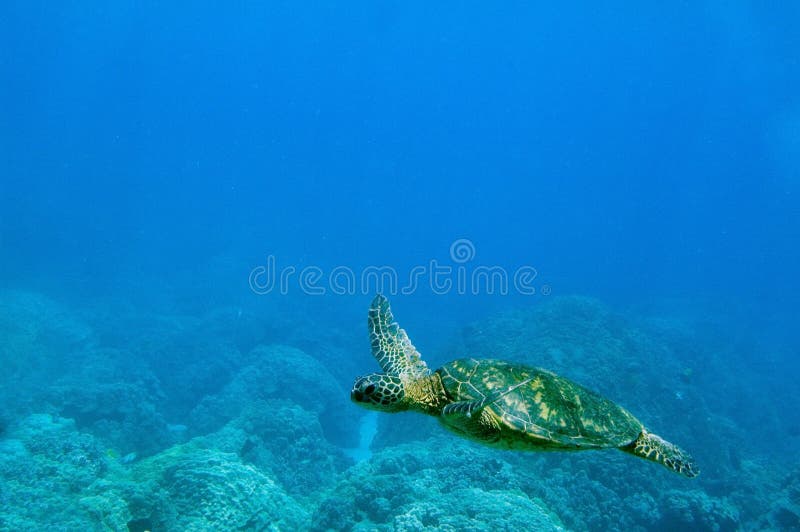 Tropical Underwater Scene - Sea Turtle Stock Photo - Image of watch ...