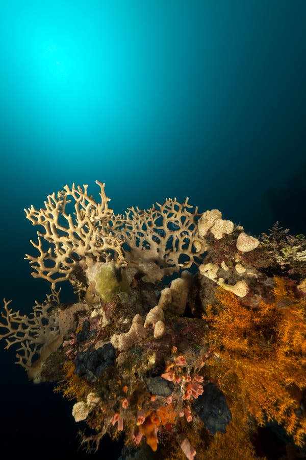 Tropical Underwater Scenery in the Red Sea. Stock Image - Image of ...