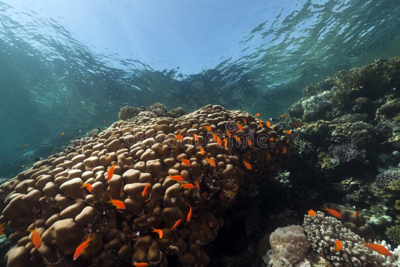 Tropical Underwater Scenery in the Red Sea. Stock Image - Image of ...