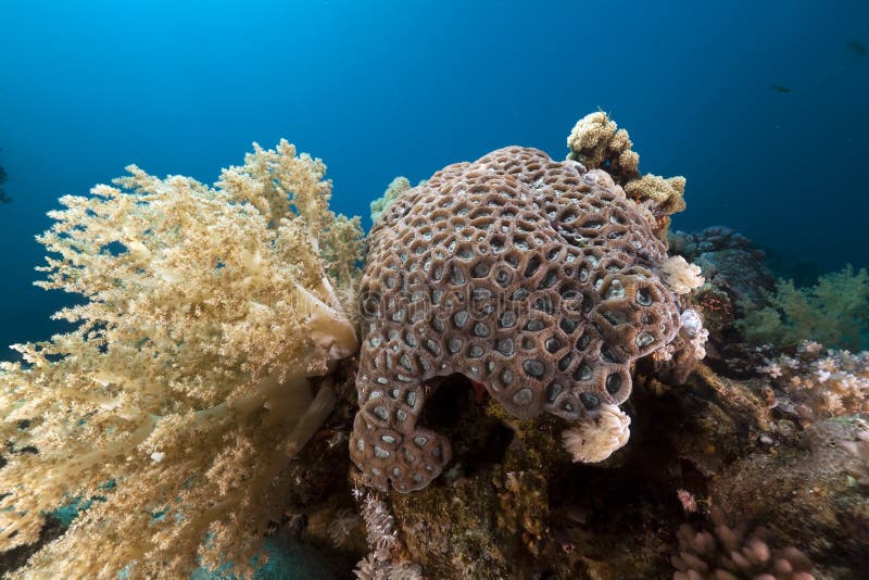 Tropical Underwater Scenery in the Red Sea. Stock Photo - Image of ...