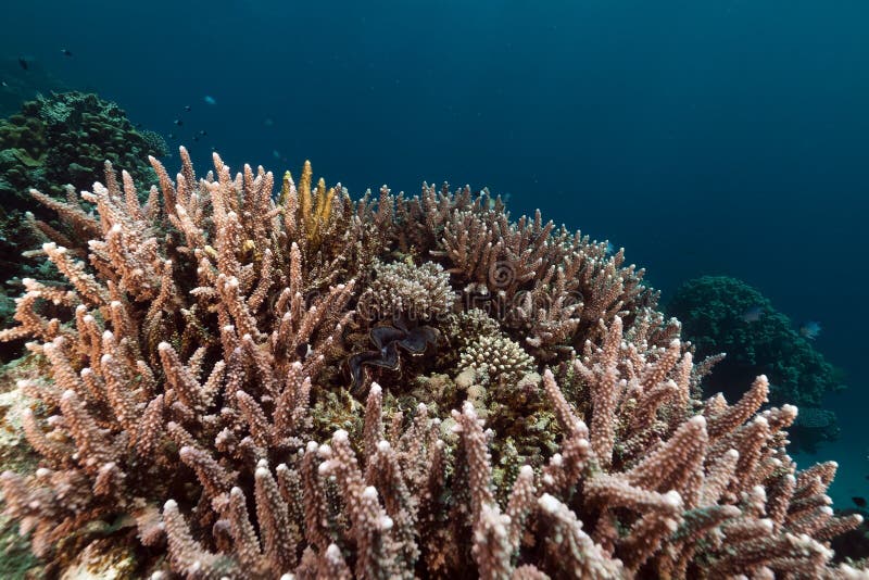 Tropical Underwater Scenery in the Red Sea. Stock Image - Image of ...
