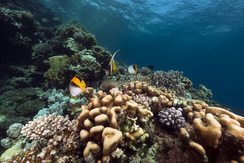 Tropical Underwater Scenery in the Red Sea. Stock Photo - Image of sand ...