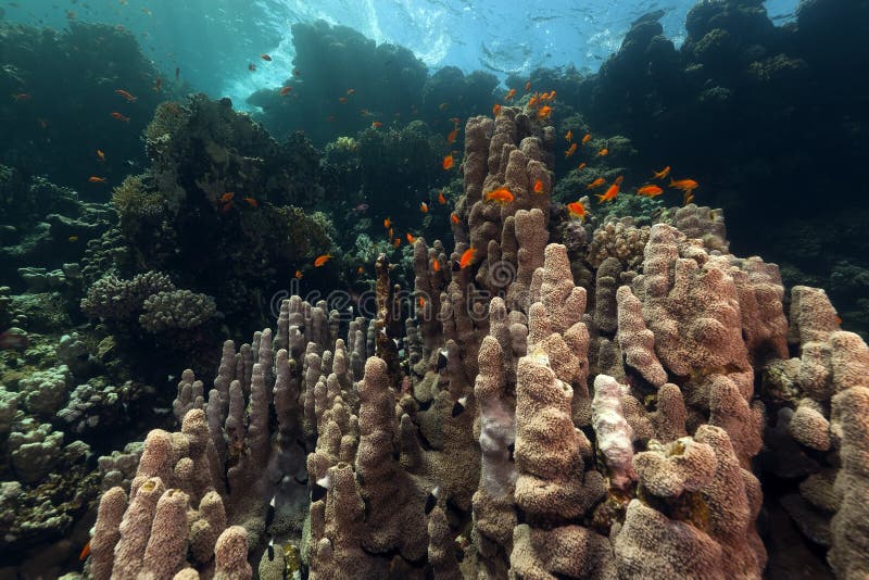 Tropical Underwater Scenery in the Red Sea. Stock Image - Image of ...