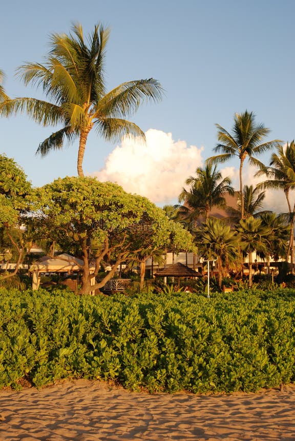 Tropical Vacation Resort - 2 Stock Image - Image of greenery, tree: 1513855