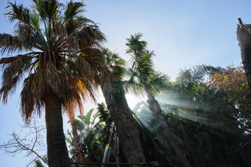 Tropical Vacations are Enjoyed by the Good Weather among the Leafy Palm ...