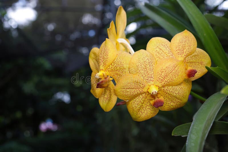 Tropical Vanda Orchid Flowers Closeup Stock Image - Image of petal ...