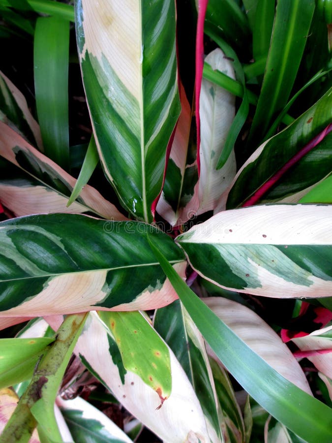 Variegated leaves stock image. Image of varicoloured - 35107559