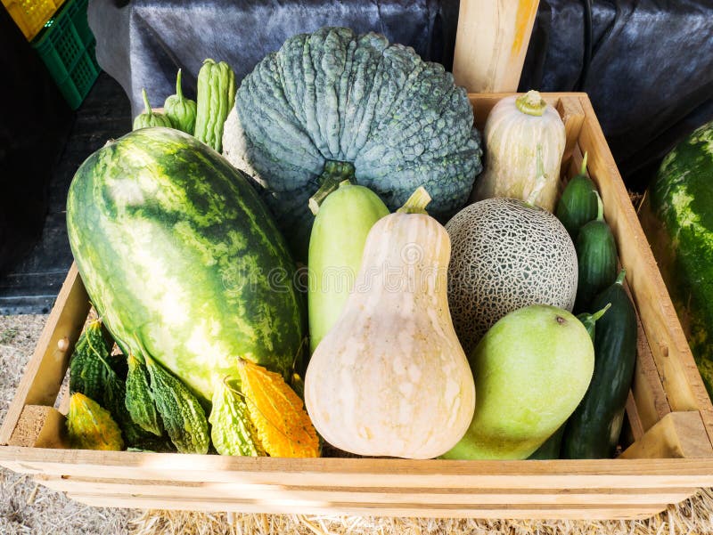 Tropical vegetables stock image. Image of watermelon - 94429159