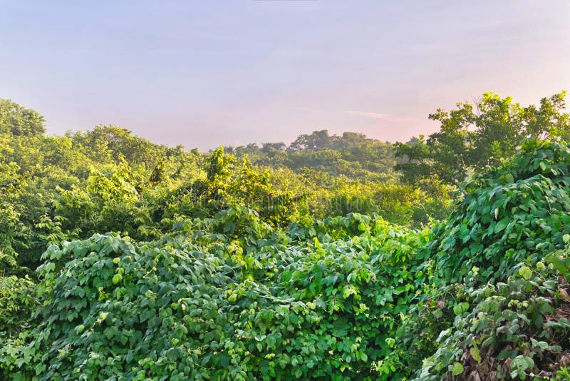 Tropical Vegetation stock image. Image of plant, america - 268790805