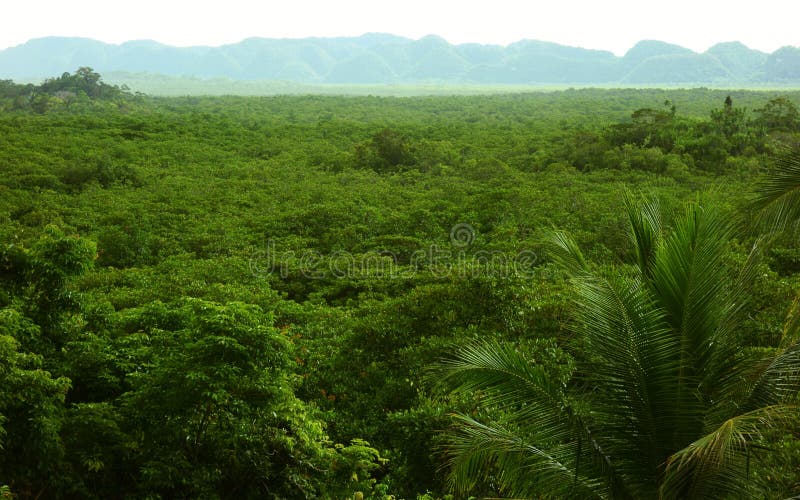 Tropical vegetation stock image. Image of trekking, vegetation - 102347165