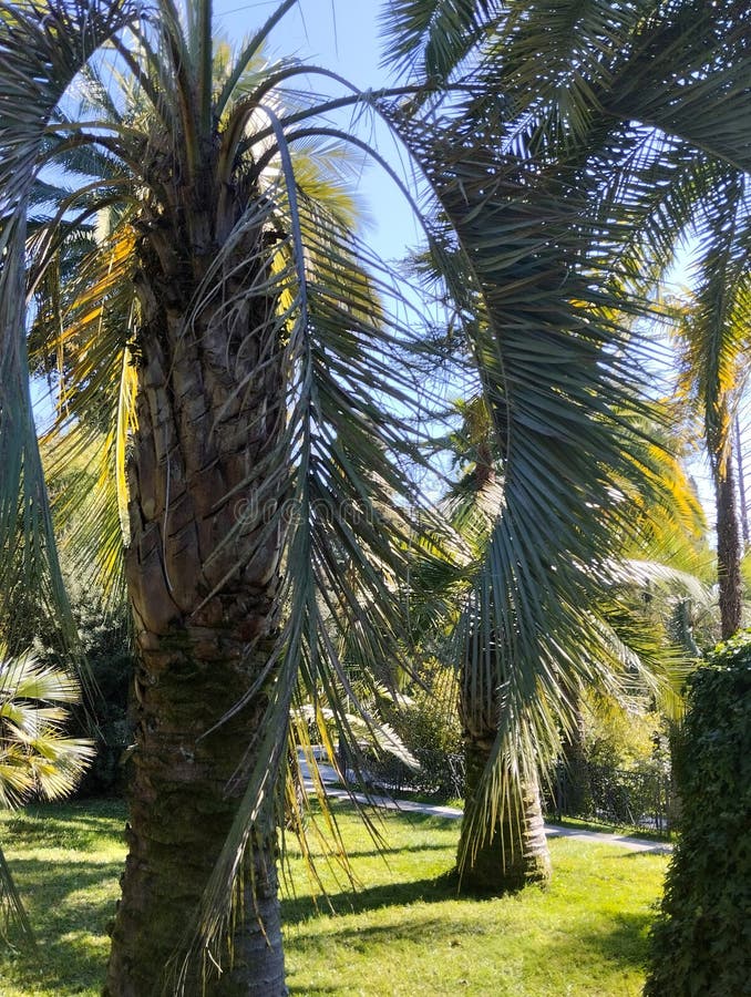 Tropical Landscape with Palm Trees Illuminated by the Spring Sun Stock ...