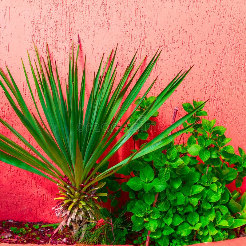 L Vibrant Red Courtyard Wall with Palm Trees Square Image Stock Image ...
