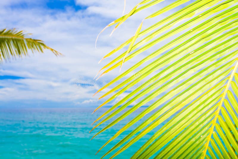 Tropical view stock image. Image of season, summer, blue - 18779969