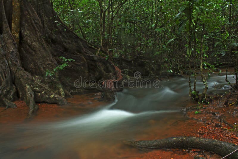 Agumbe Rainforest Stock Photos - Free & Royalty-Free Stock Photos from ...
