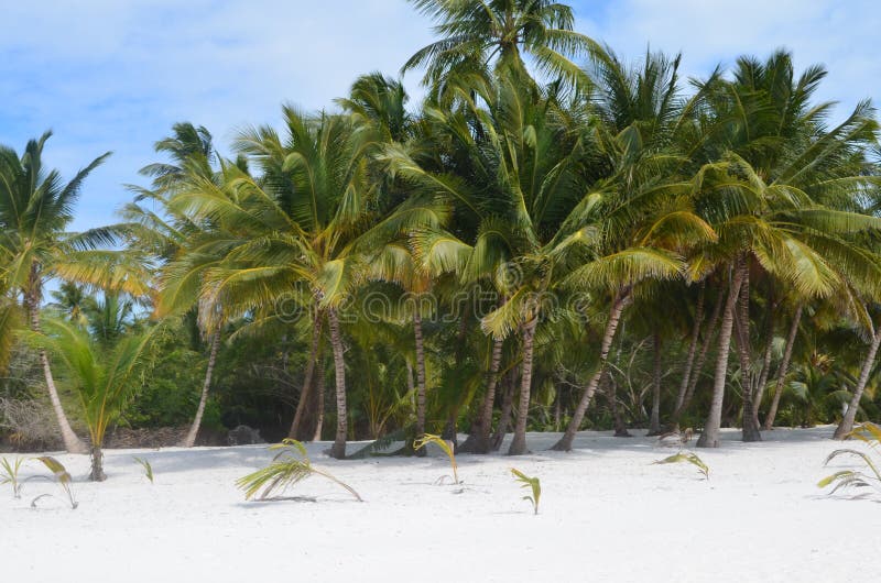 Tropical view stock image. Image of sand, caribbean, beach - 56043983
