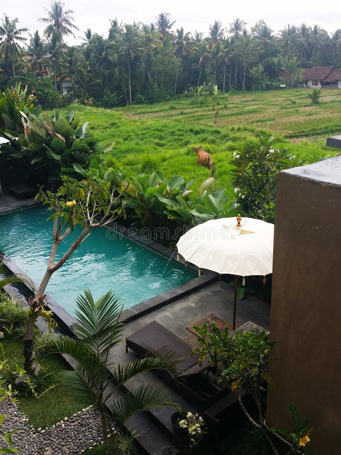 Tropical Villa with Private Pool Overlooking Scenic Rice Fields Stock ...