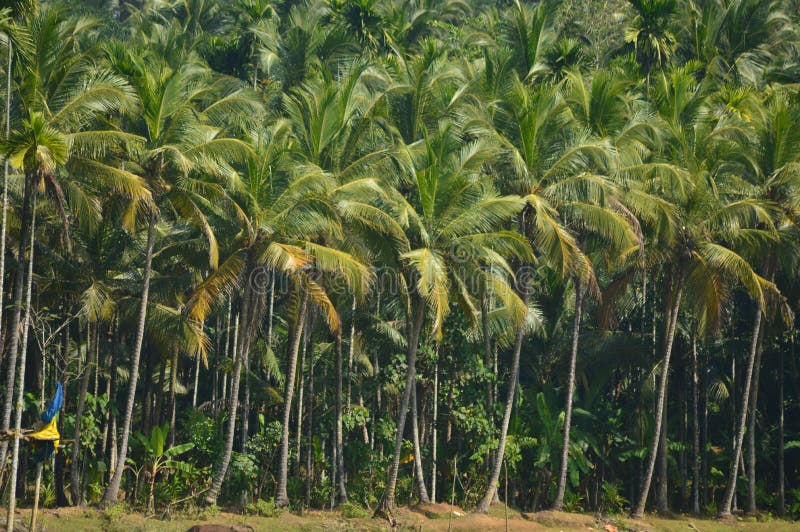Tropical Village Coconut Field Kerala Stock Photo - Image of bovine ... Tropical Village Coconut Field Kerala Stock Photo - Image of bovine ...